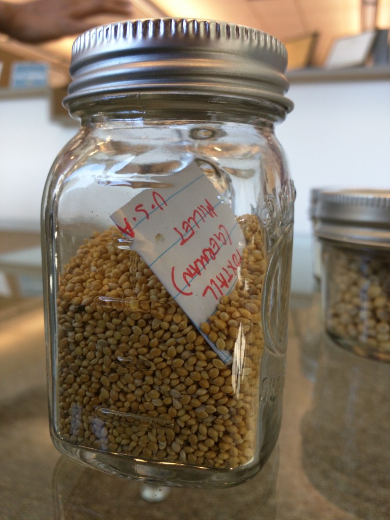 Millet Taxonomy | The Millet Project