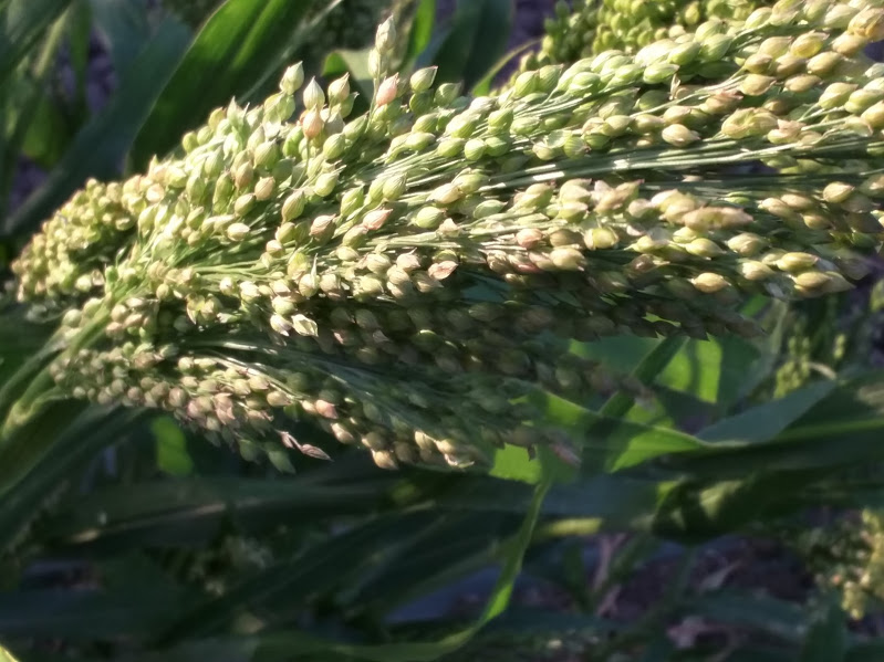 Millet Taxonomy | The Millet Project